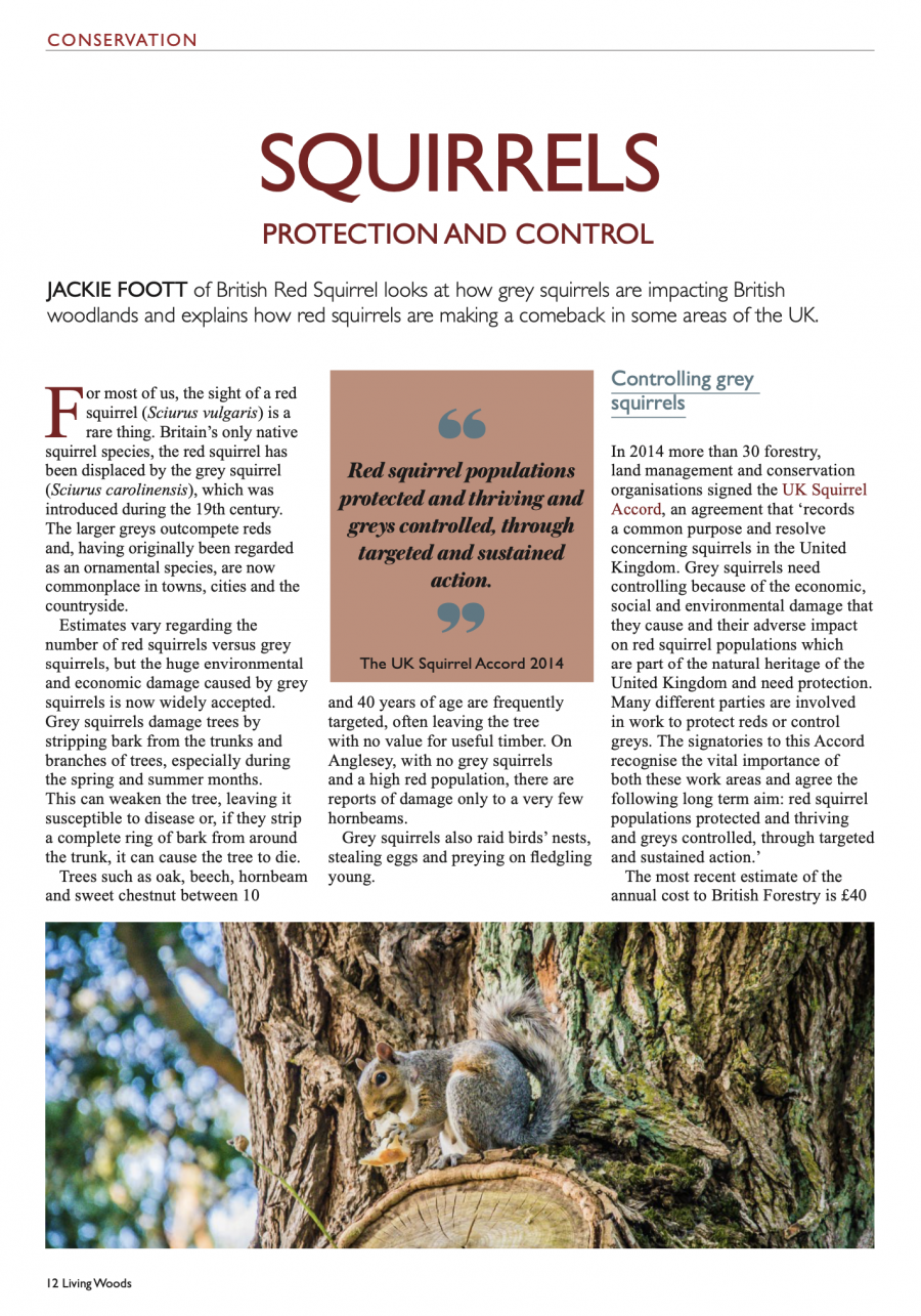 Red Squirrel Appreciation Day 2021 – Living Woods Magazine